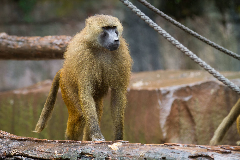 Ba-da-bing, ba-da baboon