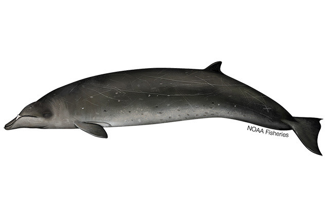 Mesoplodon_stejnegeri