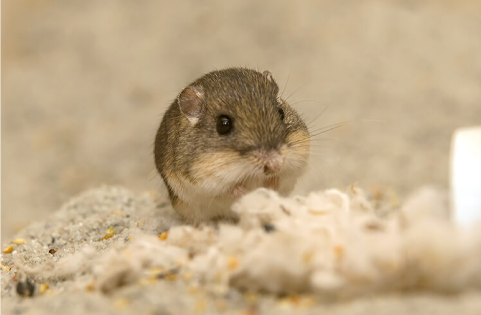 Genome assembled for tiny mouse
