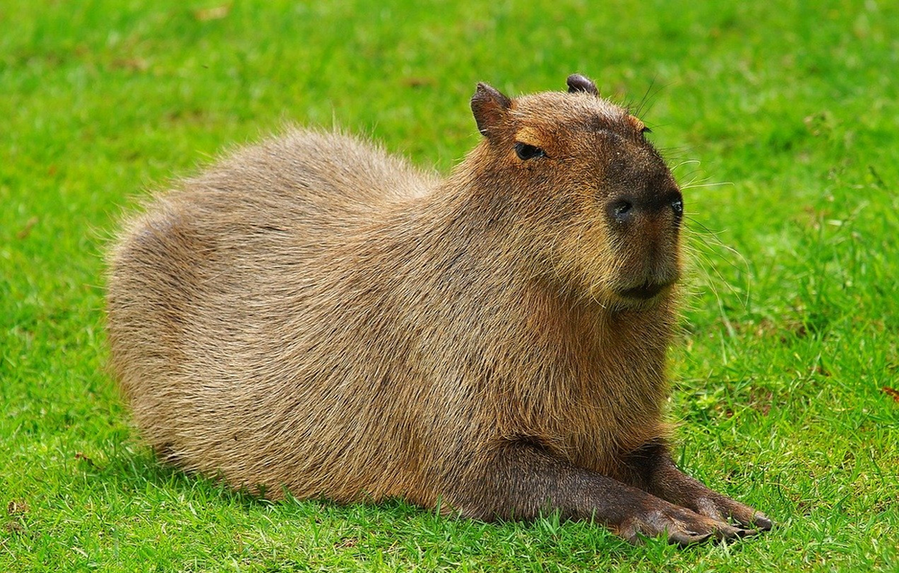 Don't worry be capy!