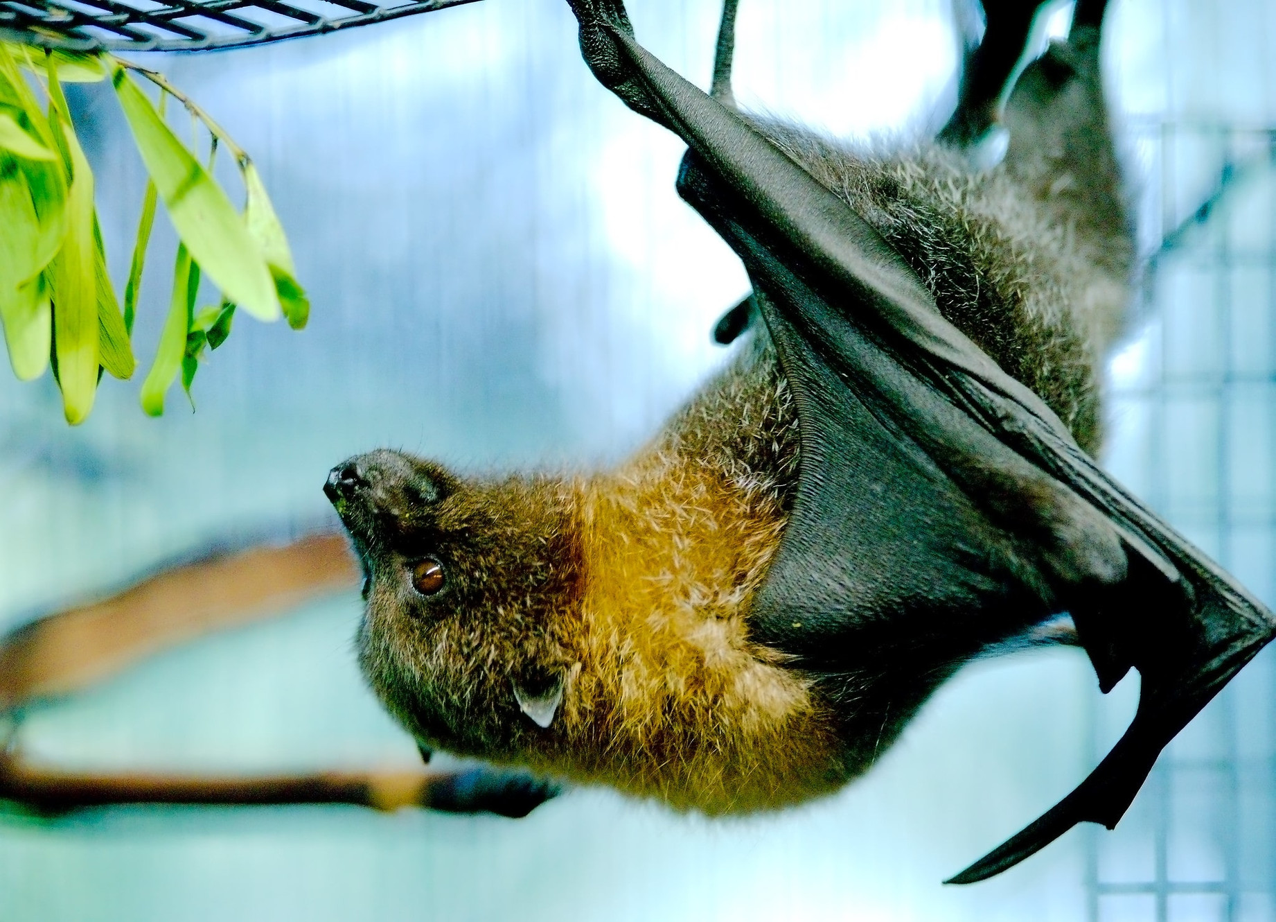 Pteropus_rodricensis