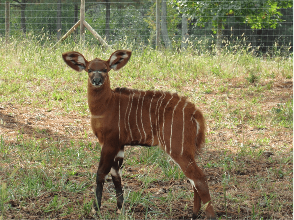 Marching to the beat of the Bongo