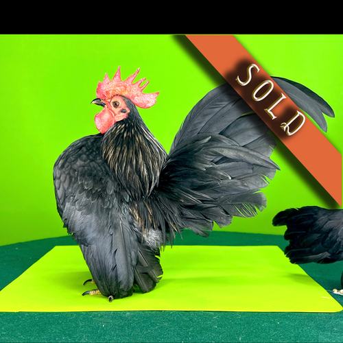 Young Blue Serama Pair | Devotion Serama