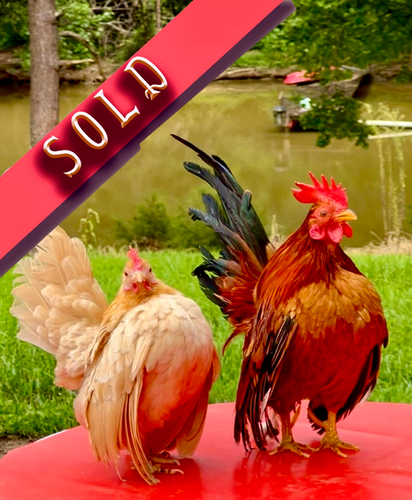 Ginger Red (Very Small) Male & Red Hen | Devotion Serama