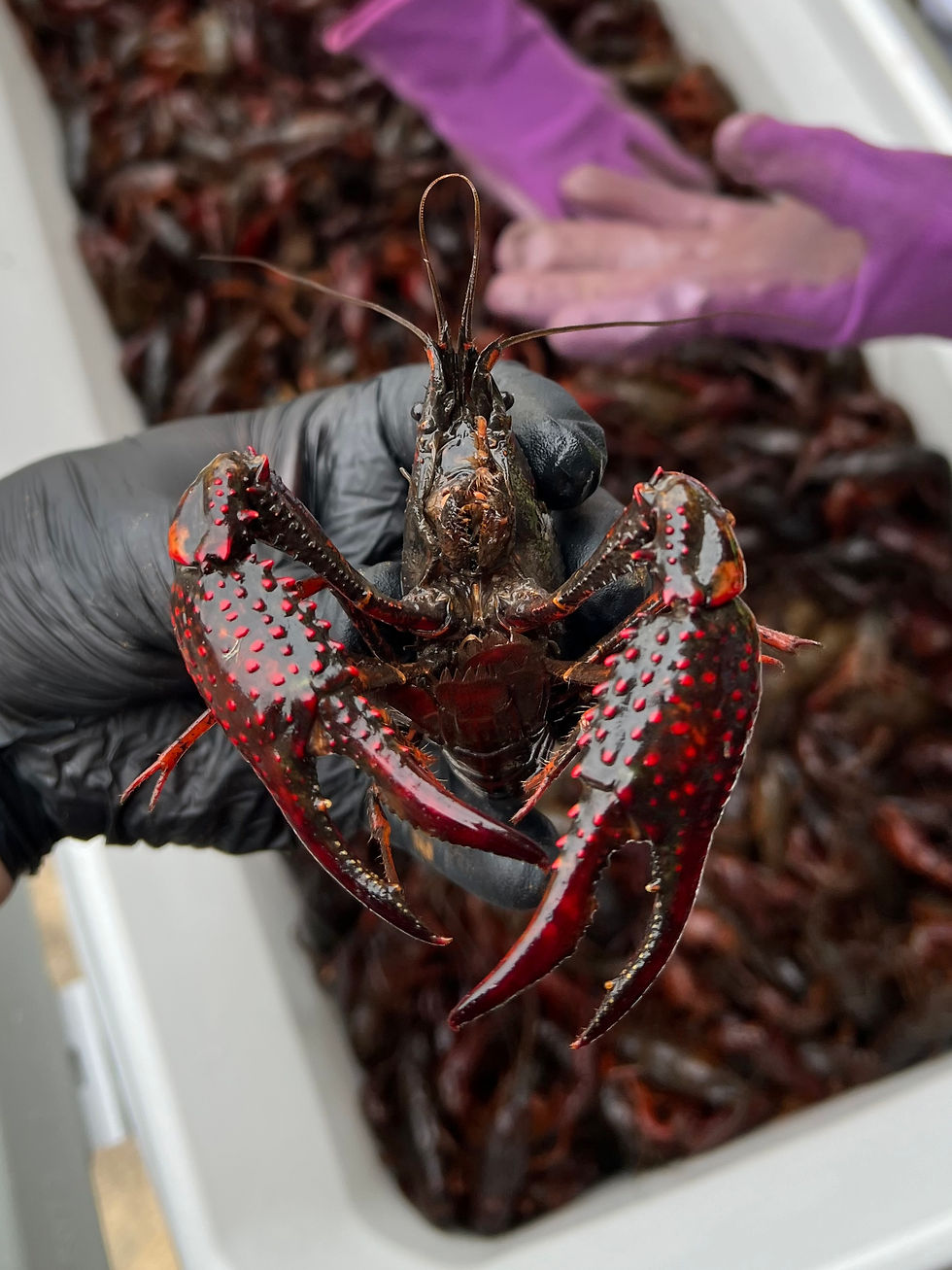Here-Ya-Geaux | Live Crawfish Delivery