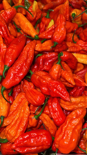 King Chilli (Naga Jolokia) - Fresh | The Manipuri Kitchen