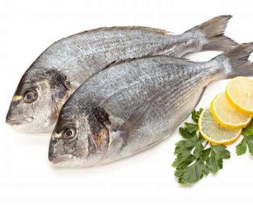 Farmed Gilt Head Bream | Greenslade Fish