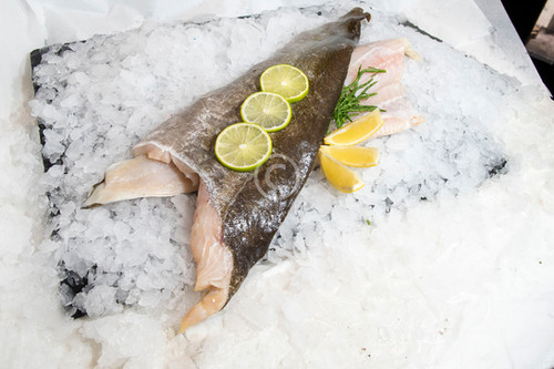 Coley Fillet | Greenslade Fish