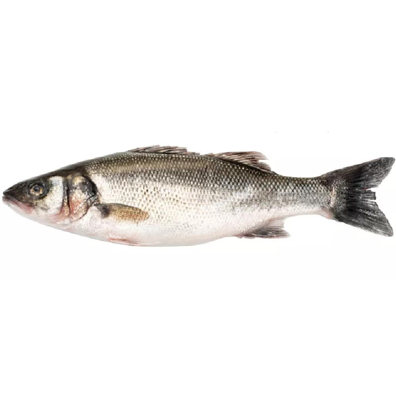 Sea Bass | Greenslade Fish