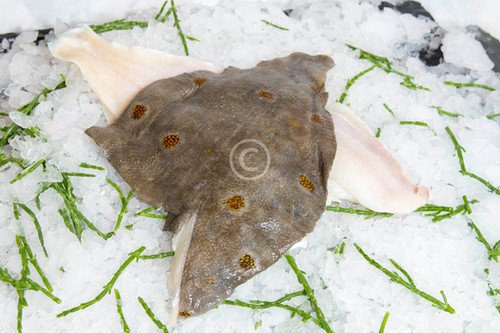 Plaice fillet | Greenslade Fish
