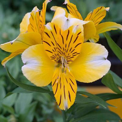 Alstroemeria Little Eleanor | Spring Bloom