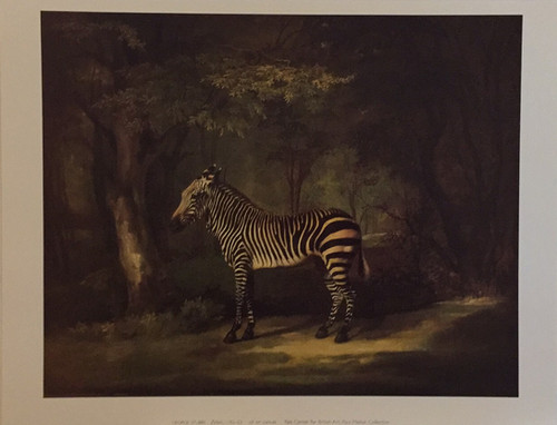 George Stubbs, Zebra | delightful-prints