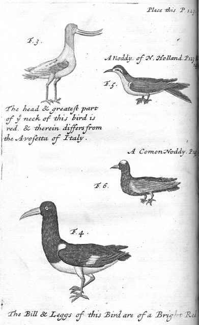 Art of the Early Explorers
