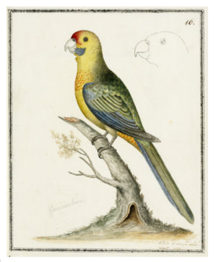 Artwork in Focus - William Ellis, View of Adventure Bay, Van Diemen's