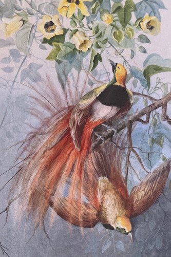 Ellis Rowan Red Bird of Paradise | delightful-prints