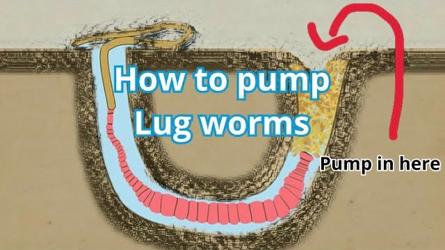 HOW TO PUMP LUGWORM | SEA FISHING 2022