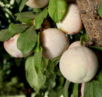 Pluot Dapple Dandy | Timber Shack