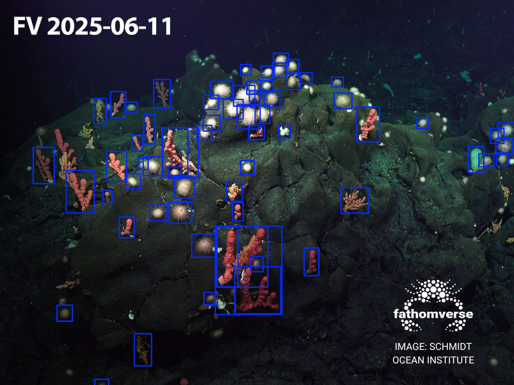 New object detector model trained on FathomVerse data | FathomNet