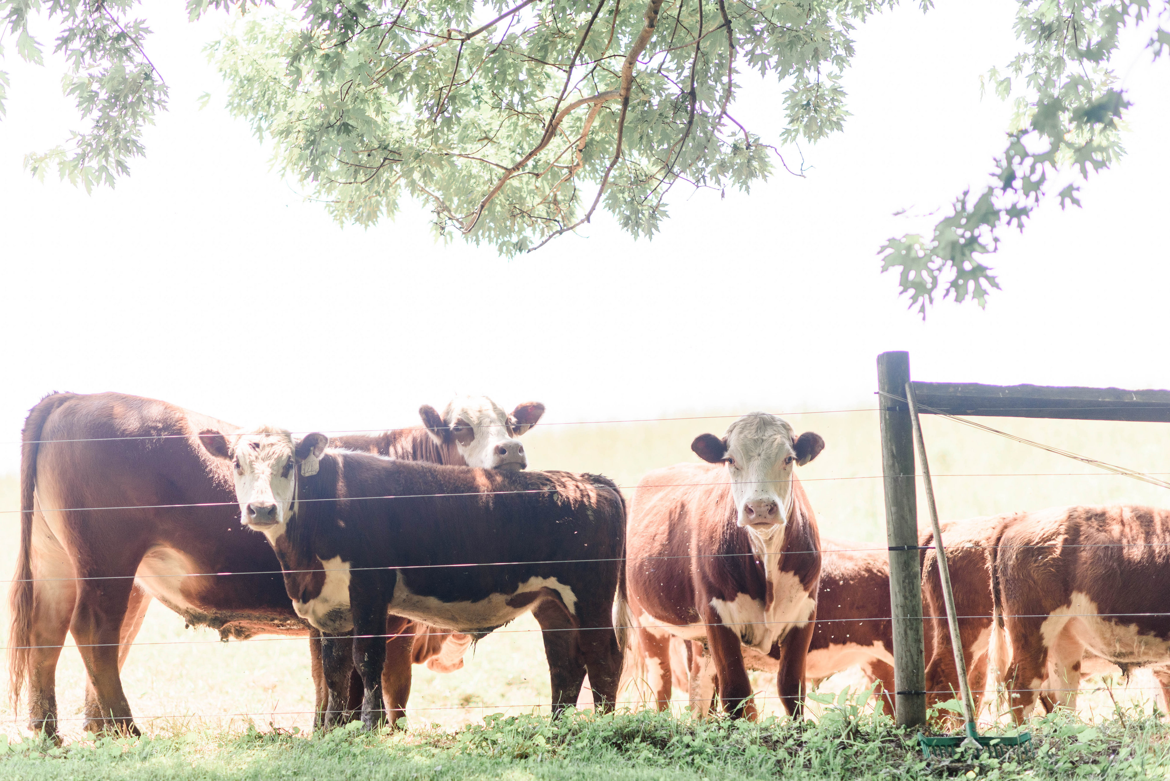 Pittsburgh's All-inclusive Venue | Outdoor Weddings | Shady Elms Farm ...