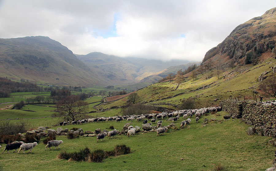 Dispatch #12: GREAT LANGDALE - A heritage landscape