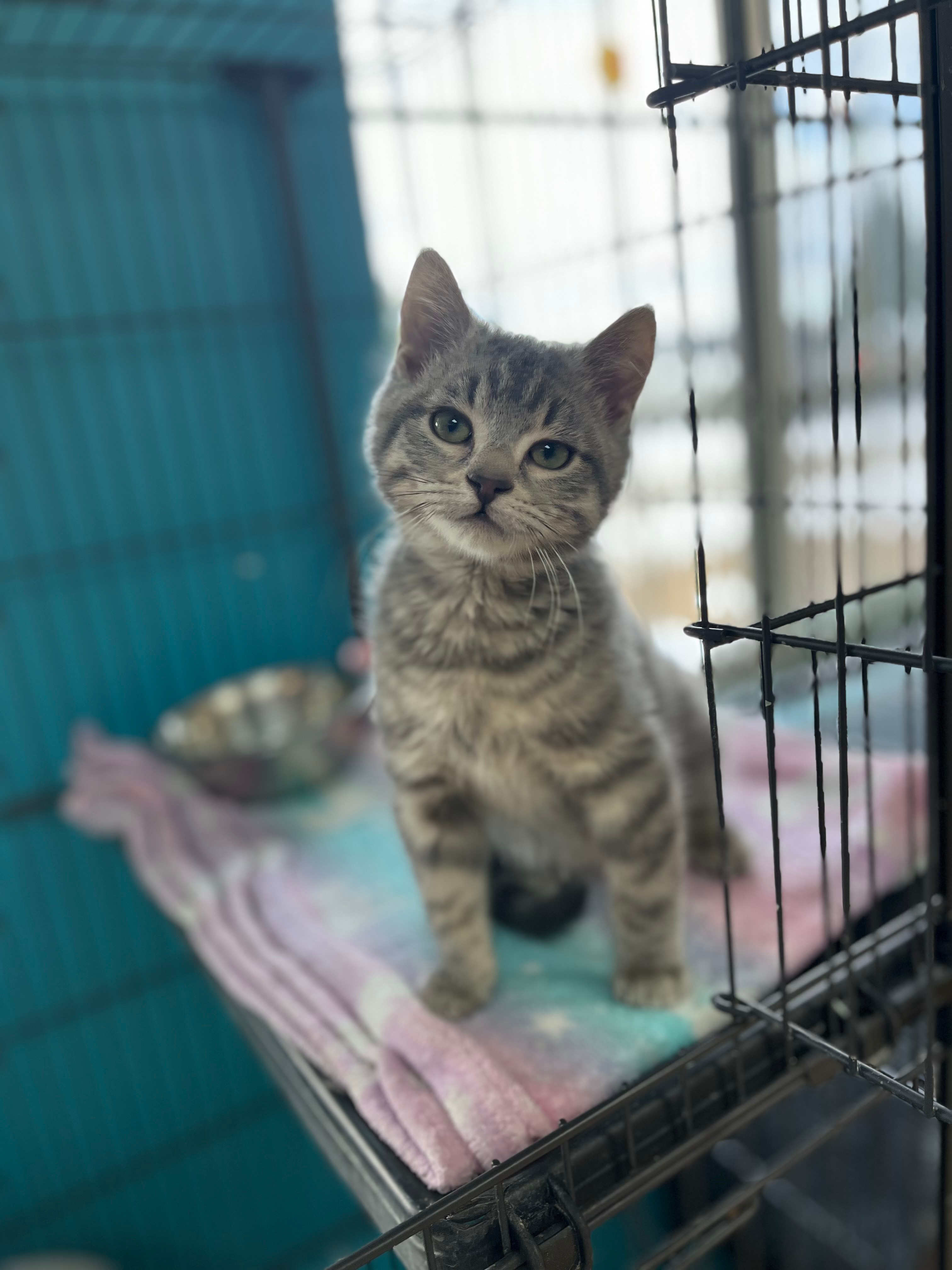 Lord Itsybit Niblet Toebeans (LINT)