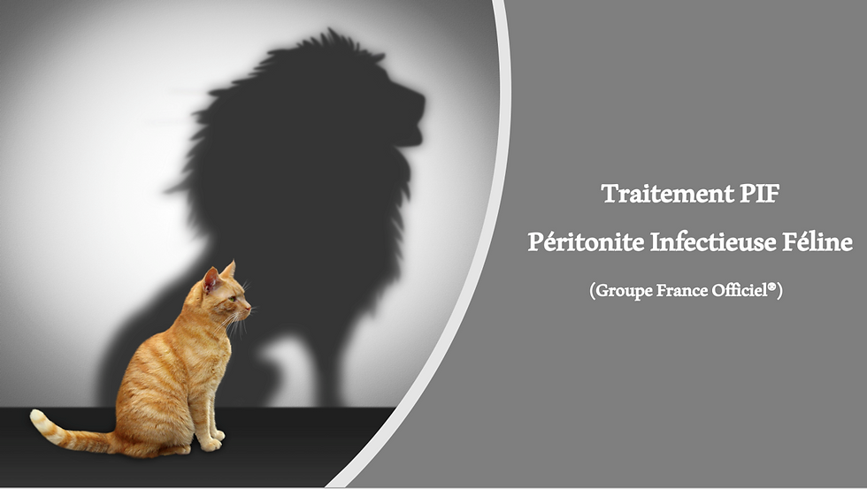 Traitement Péritonite Infectieuse Féline Pif | Pifgroupefrance