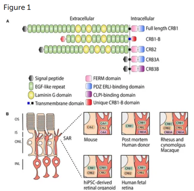 Research Models and Gene Augmentation Therapy for CRB1 Retinal Dystrophies