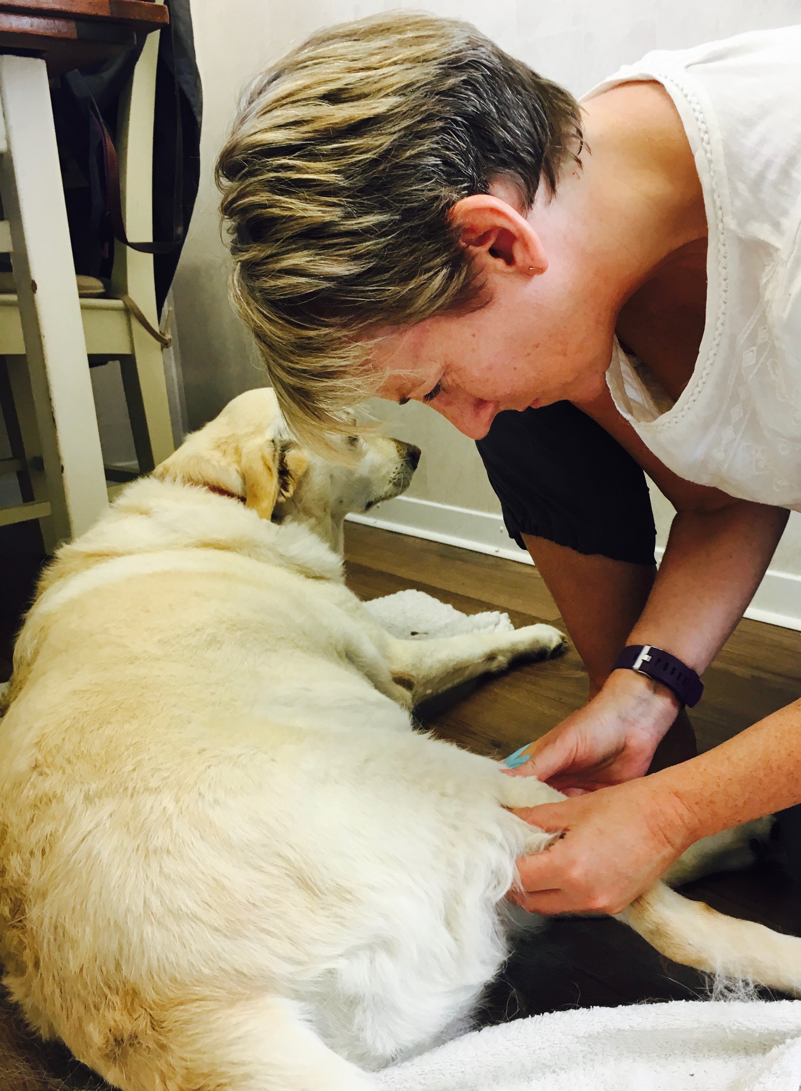FAQ | Frome & Woking | PhysioMyDog