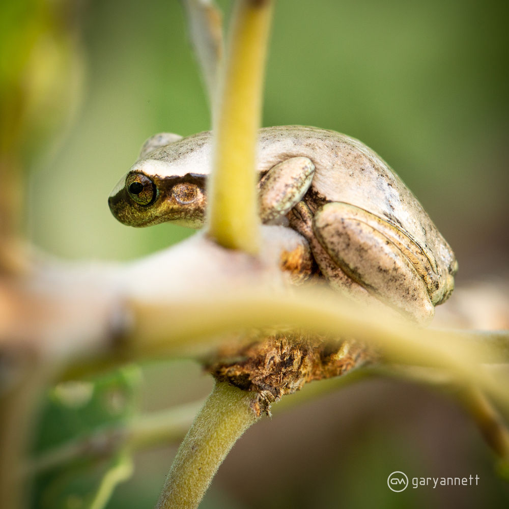 Desert Tree Frog...