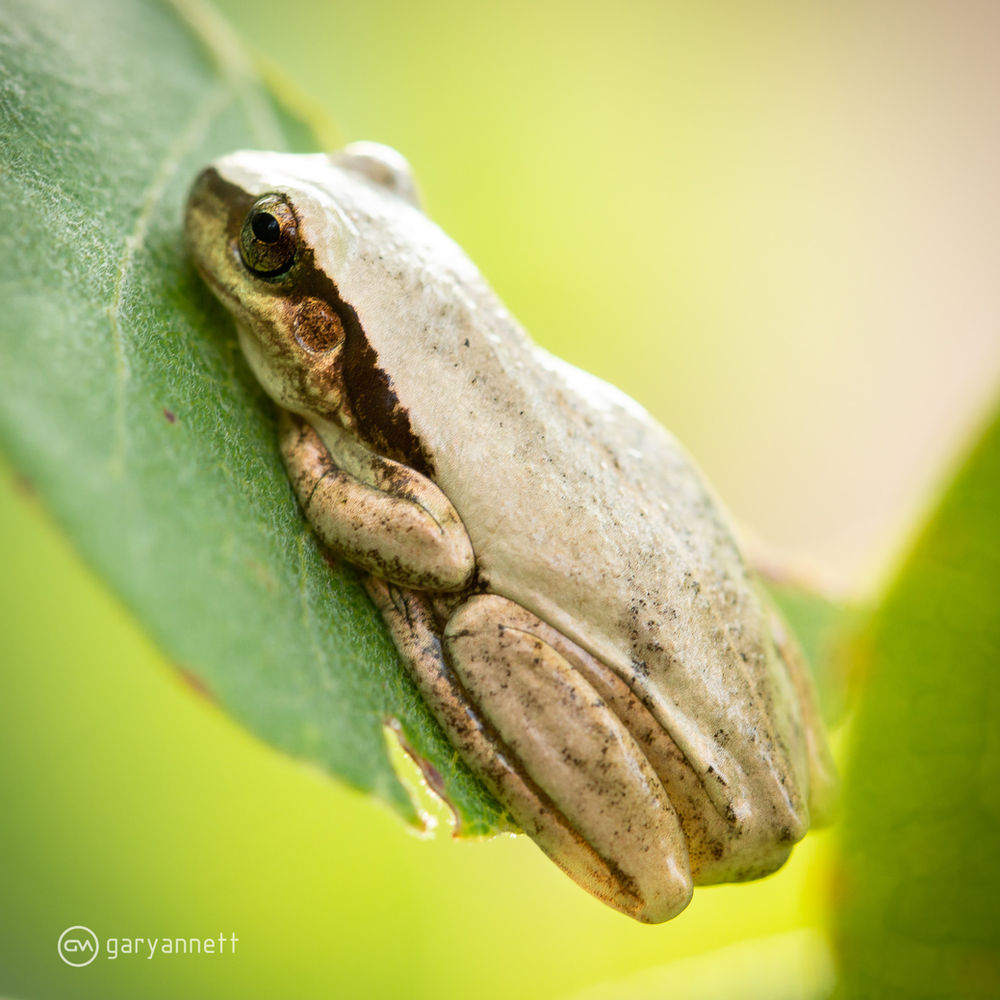 Desert Tree Frog...