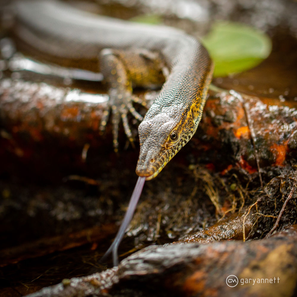 Mertens' Water Monitor Pt III...