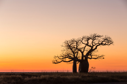 Boab Tree - GA0025 | DiscoverTheKimberley