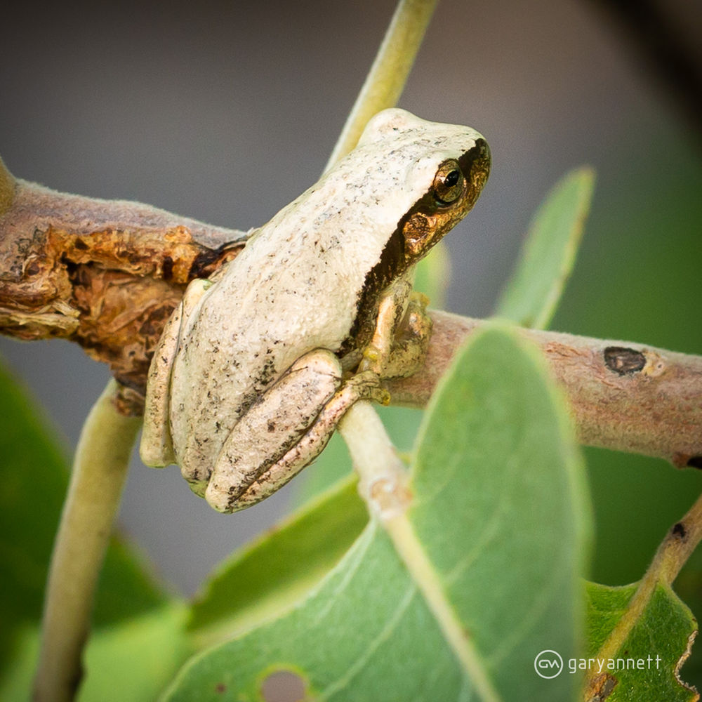 Desert Tree Frog...