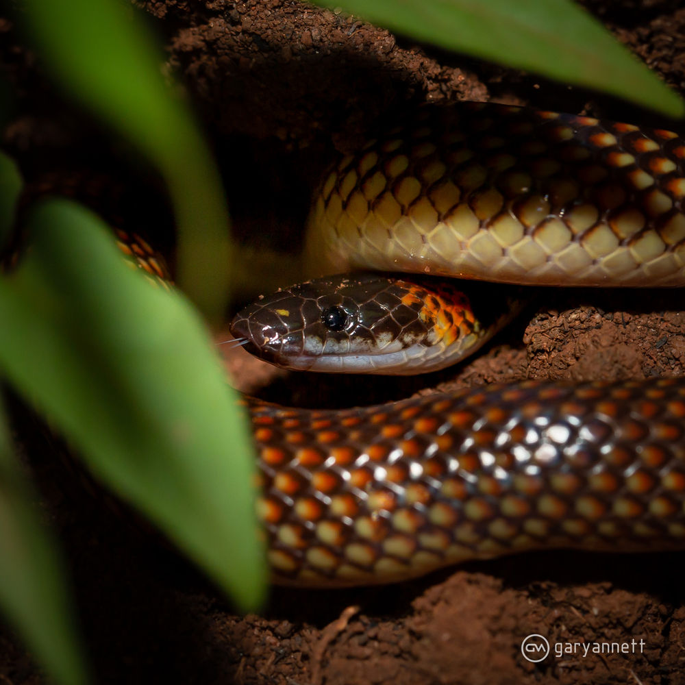 Orange-naped Snake...