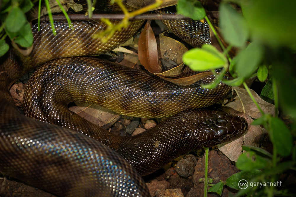 Black-headed Python...