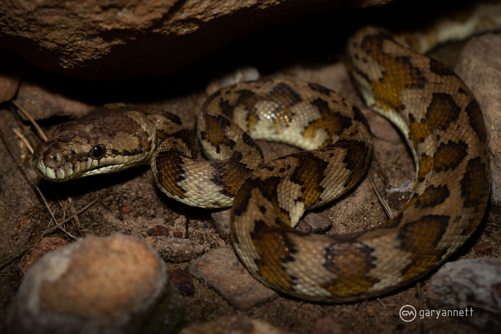 Northwestern Carpet Python...