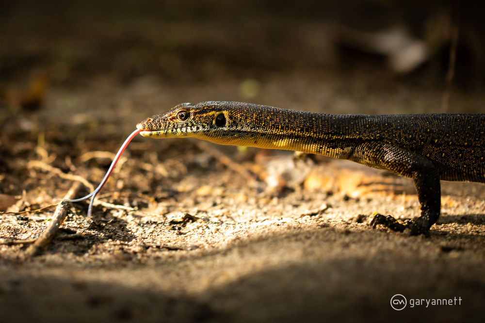 Mertens' Water Monitor Pt III...