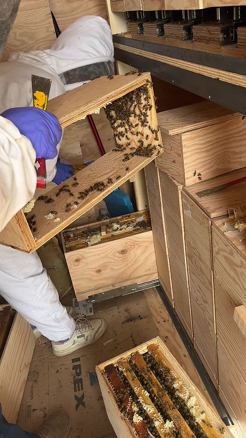 Bee Cube™ | Beekeeping Management through Sensor Technology