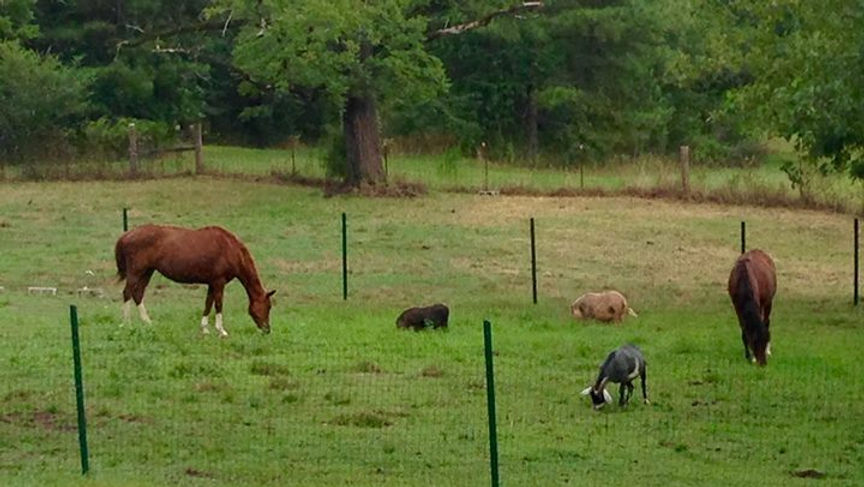 Home | Best Friends Farm