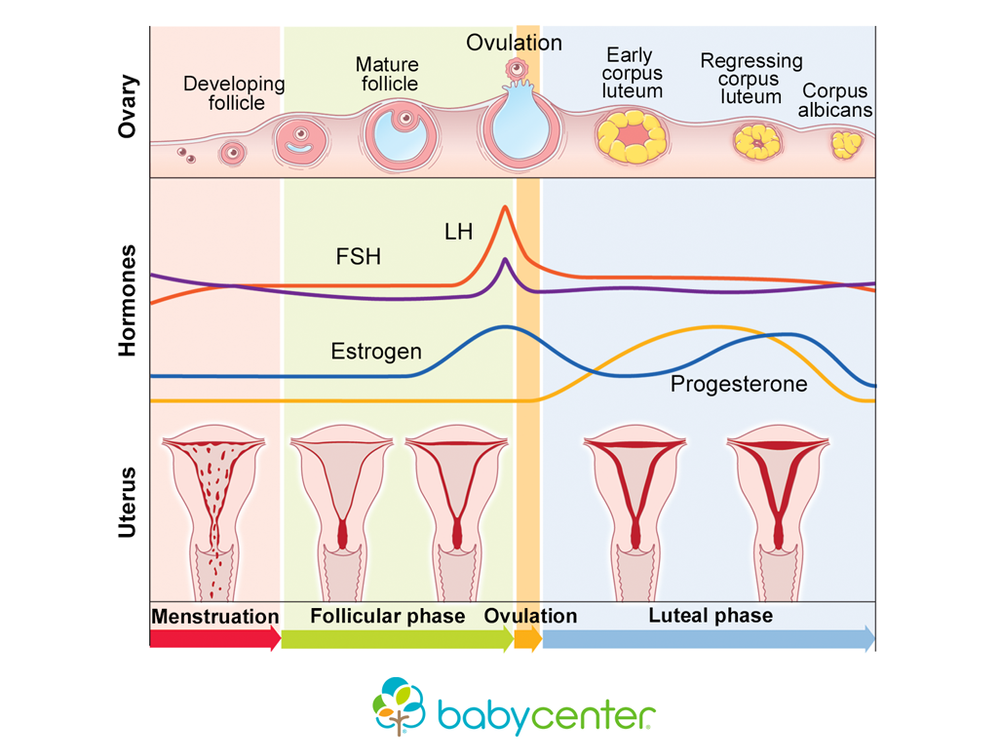 The Red and White Moon/Menstrual Cycle
