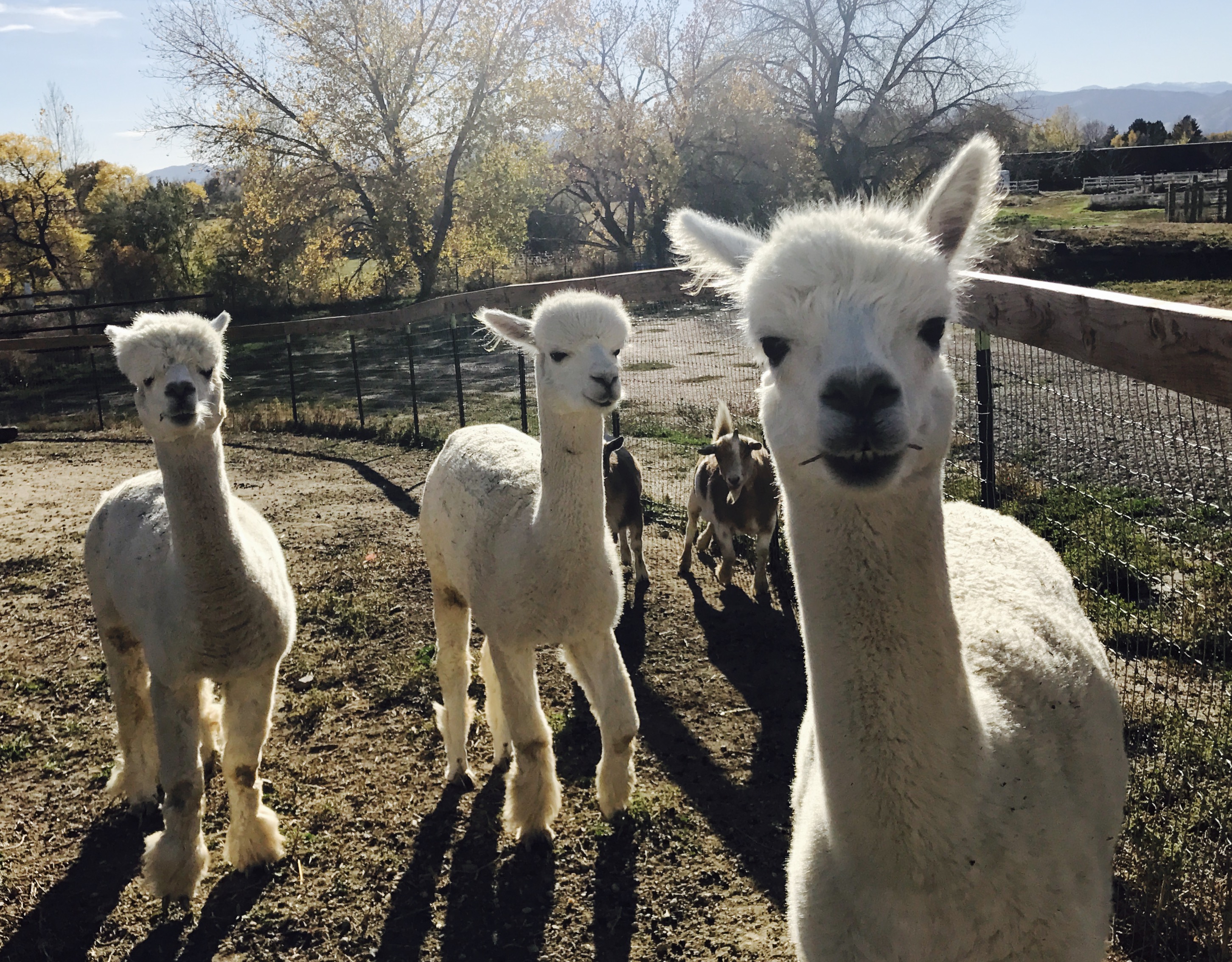 Rescued Friends | United States | Farm Animal Sanctuary