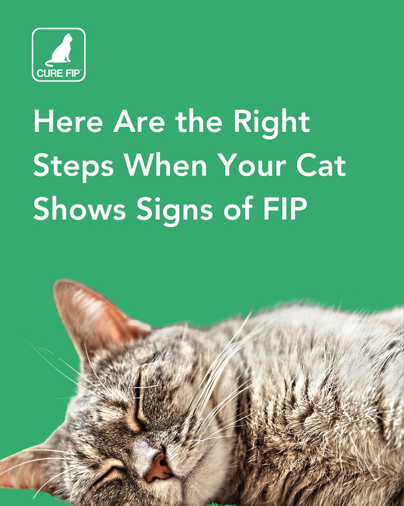 Effective Action Plan: Essential Steps for When Your Cat Shows FIP Symptoms