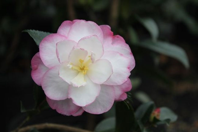 December garden tips