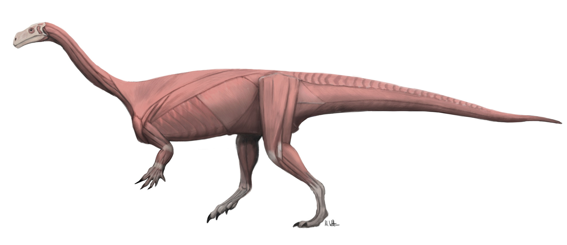 Plateosaurus muscle study | Design/illustration
