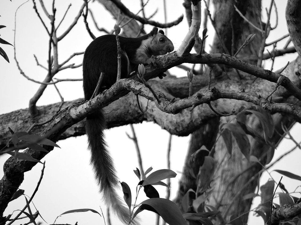 giant squirrel information