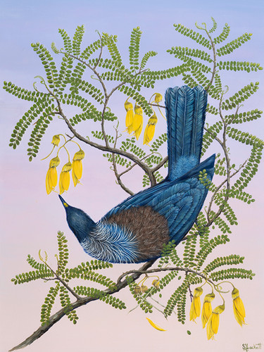 Tui at First Light - art print NZ | Susan J Art| NZ artist