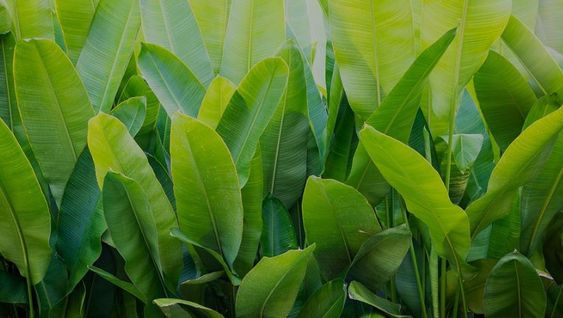 Abaca fibers – plant for a future