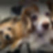 HOME | SPCA Florida