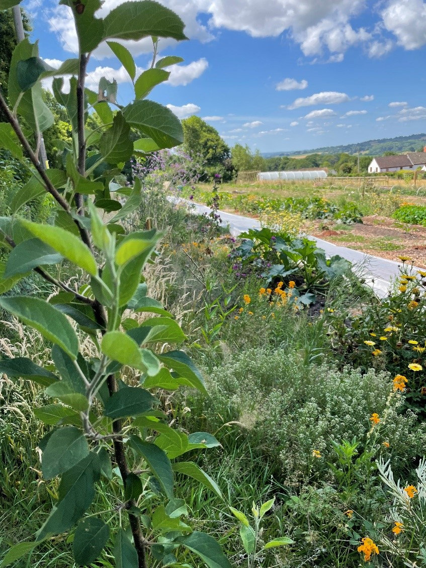 Small-scale vegetable production
