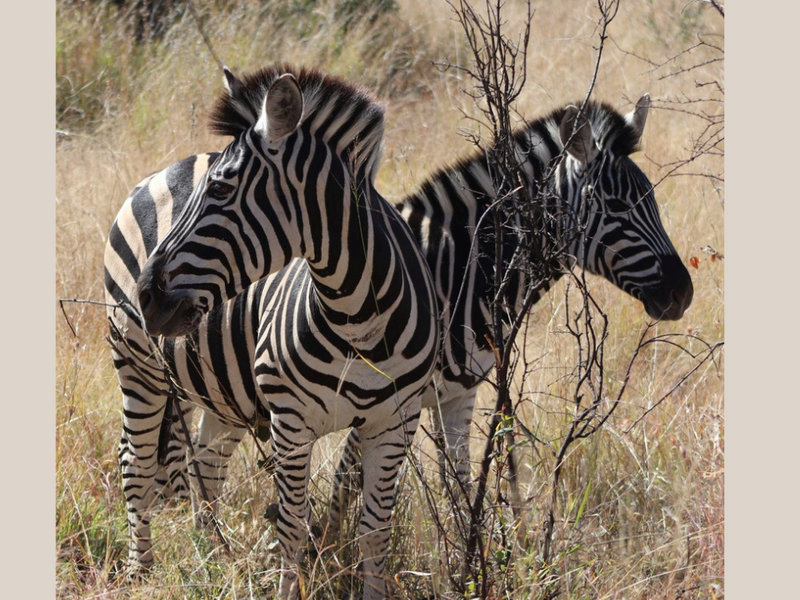 E-learning-'De Zebra'| The Animal Uni
